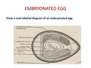 APPLIED VIROLOGY Embryo and CPE.sk.pptx