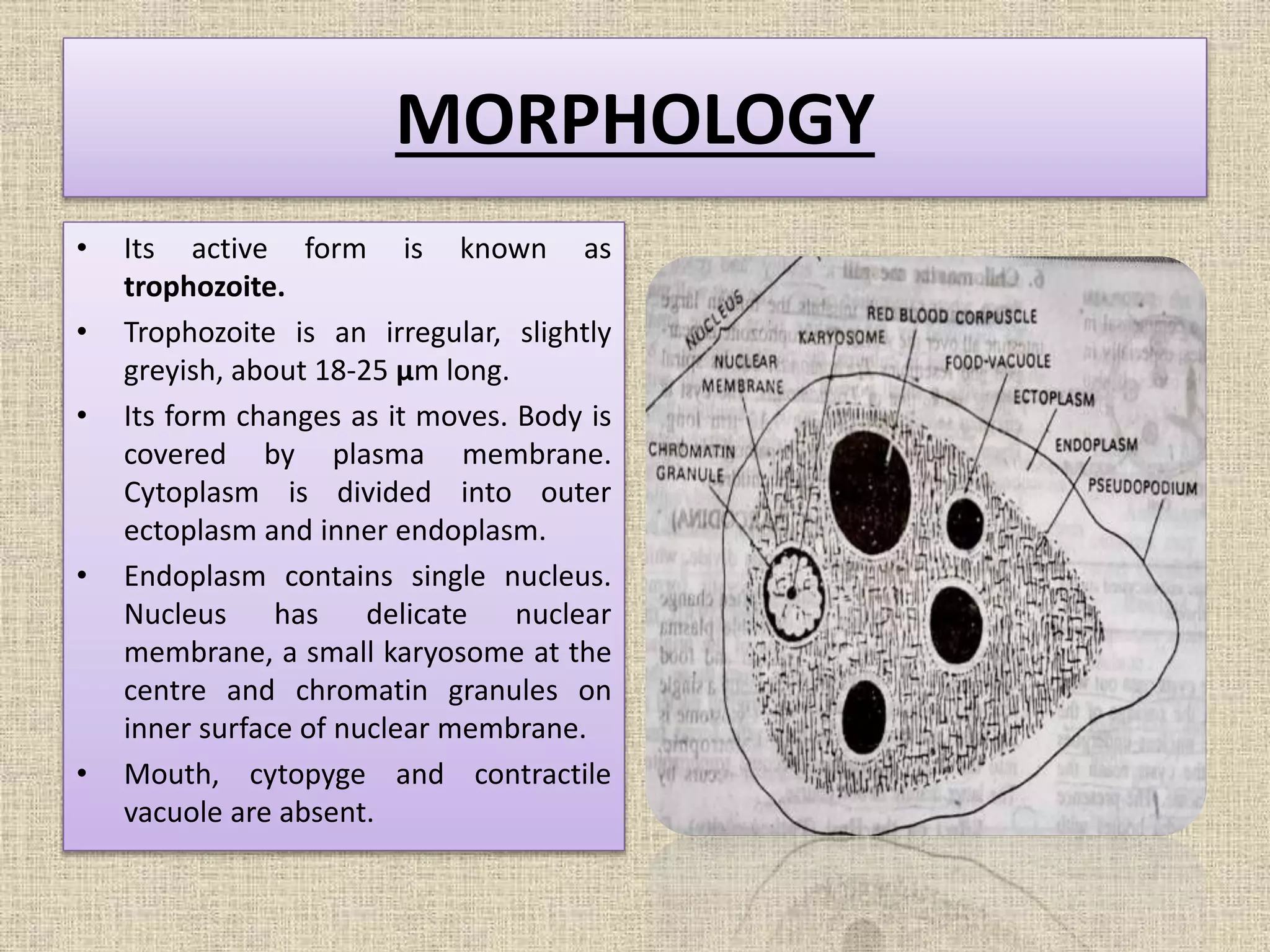 Applied zoology- Entamoeba | PPTX