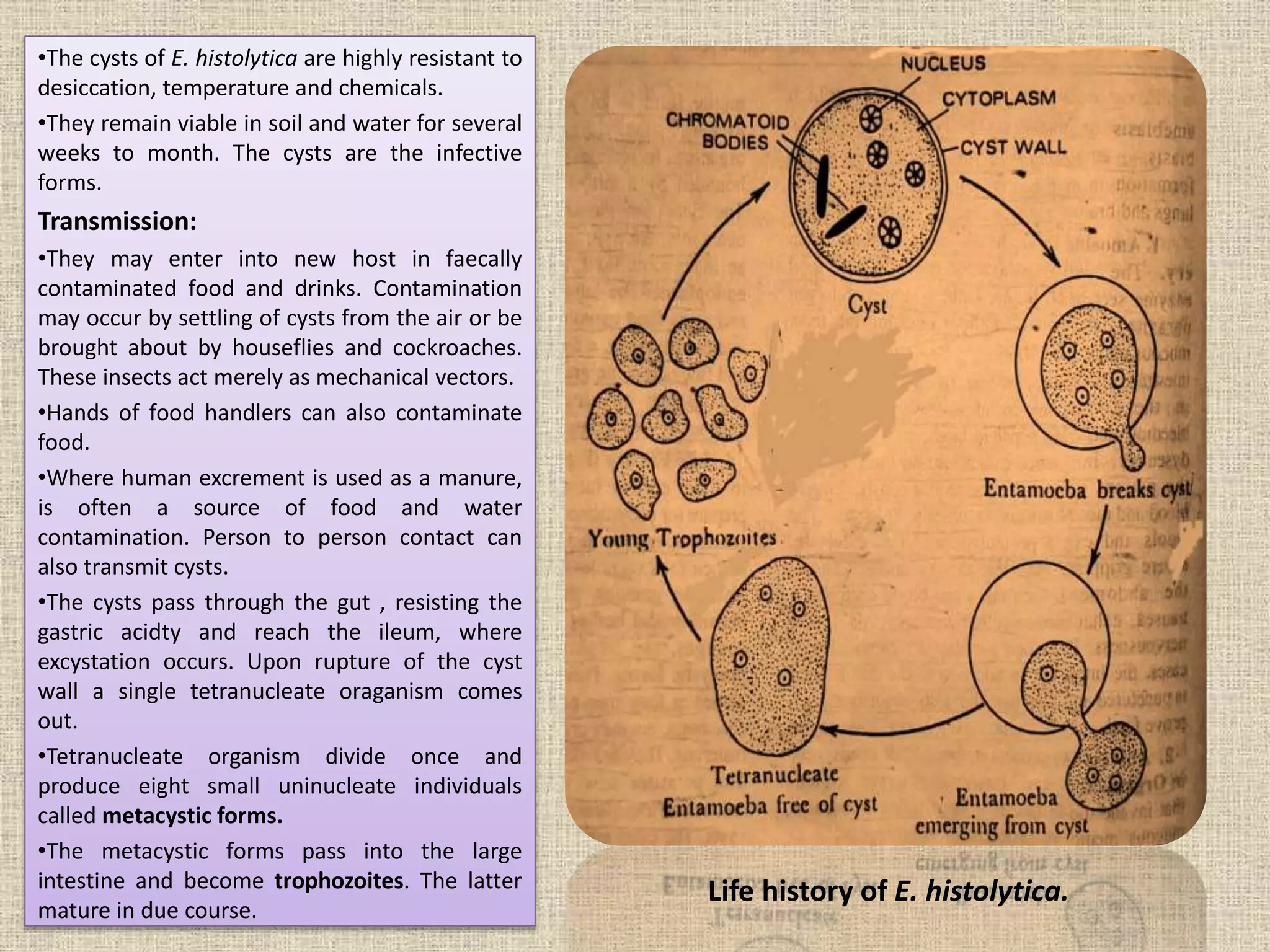 Applied zoology- Entamoeba | PPTX