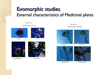 Applications of Pharmacognosy | PPT | Pharmaceutical Industry | Industries