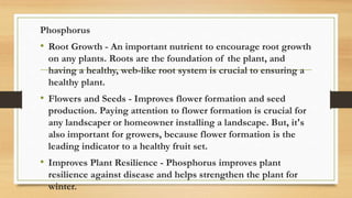Apply Basal Fertilizer .pptx
