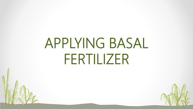 APPLYING BASAL FERTILIZER.pptx | Agriculture | Industries