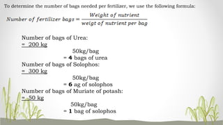 APPLYING BASAL FERTILIZER.pptx