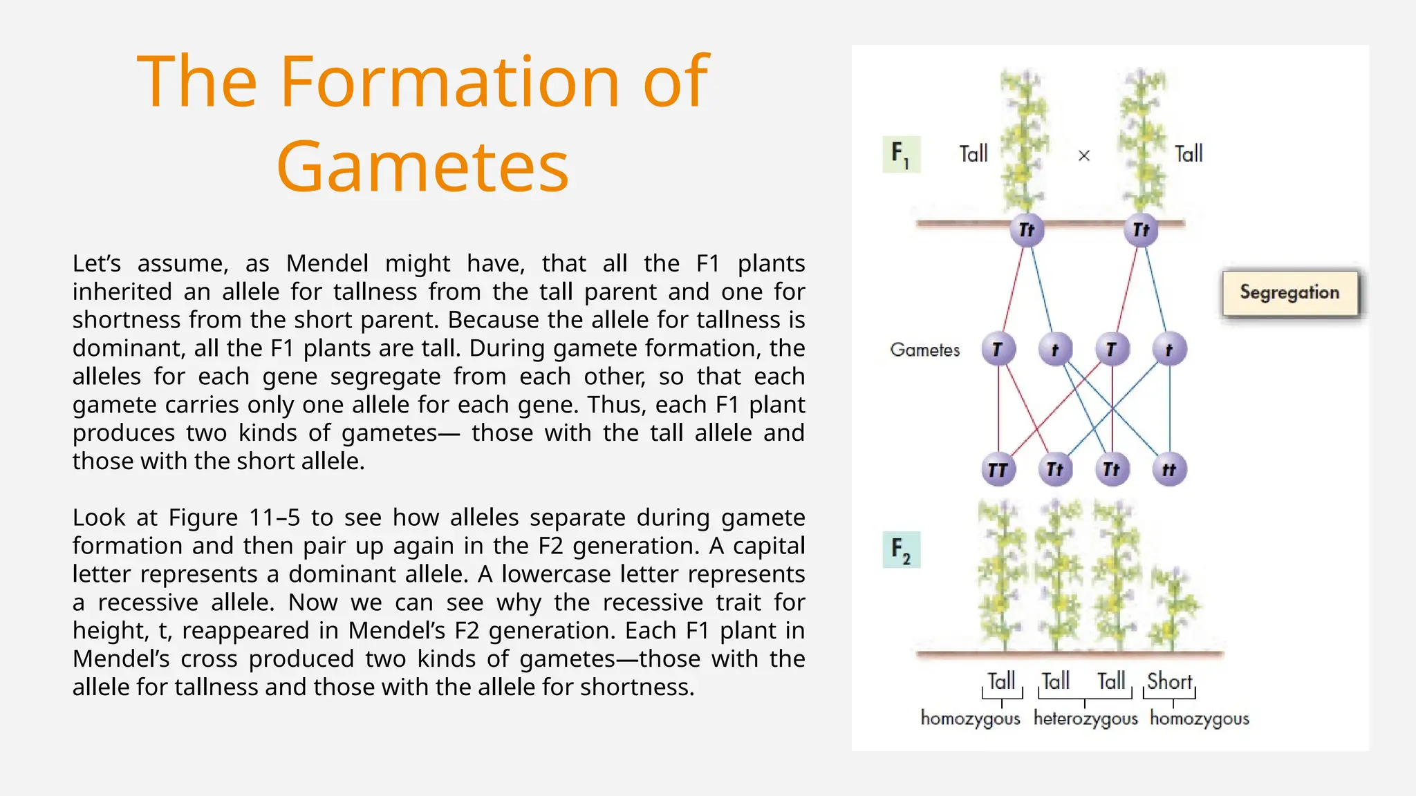 PPT PRESENTATION ABOUT APPLYING MENDEL'S PRINCIPLES.pptx