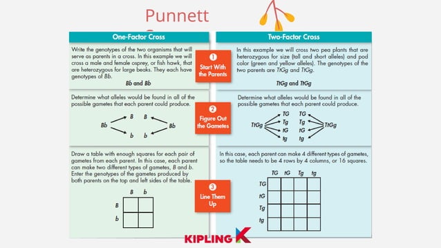 PPT PRESENTATION ABOUT APPLYING MENDEL'S PRINCIPLES.pptx