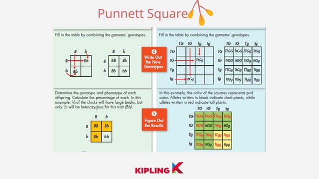 PPT PRESENTATION ABOUT APPLYING MENDEL'S PRINCIPLES.pptx