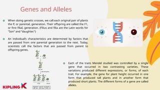 PPT PRESENTATION ABOUT APPLYING MENDEL'S PRINCIPLES.pptx