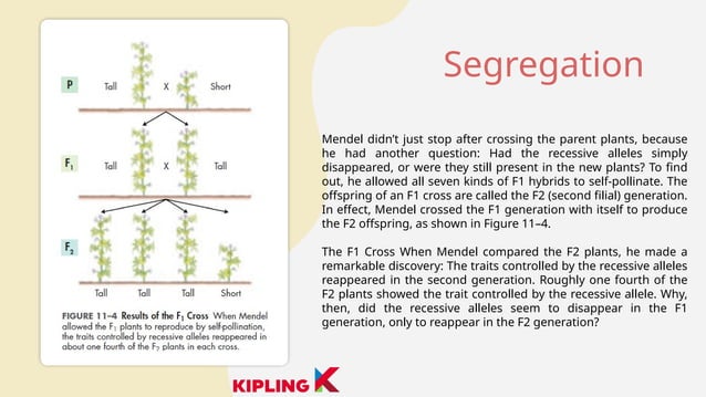 PPT PRESENTATION ABOUT APPLYING MENDEL'S PRINCIPLES.pptx