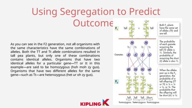 PPT PRESENTATION ABOUT APPLYING MENDEL'S PRINCIPLES.pptx