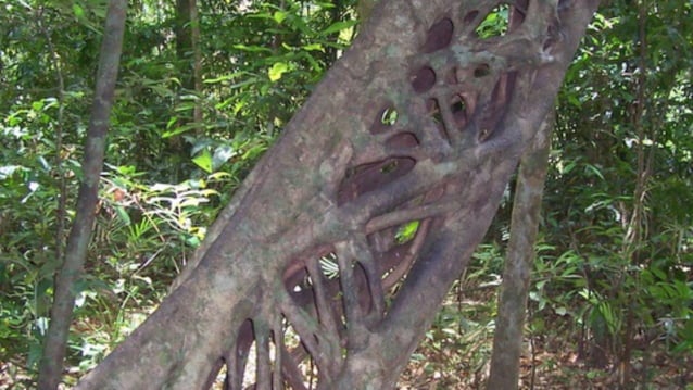 Java Application Modernization Patterns and Stories from the IBM Garage ...