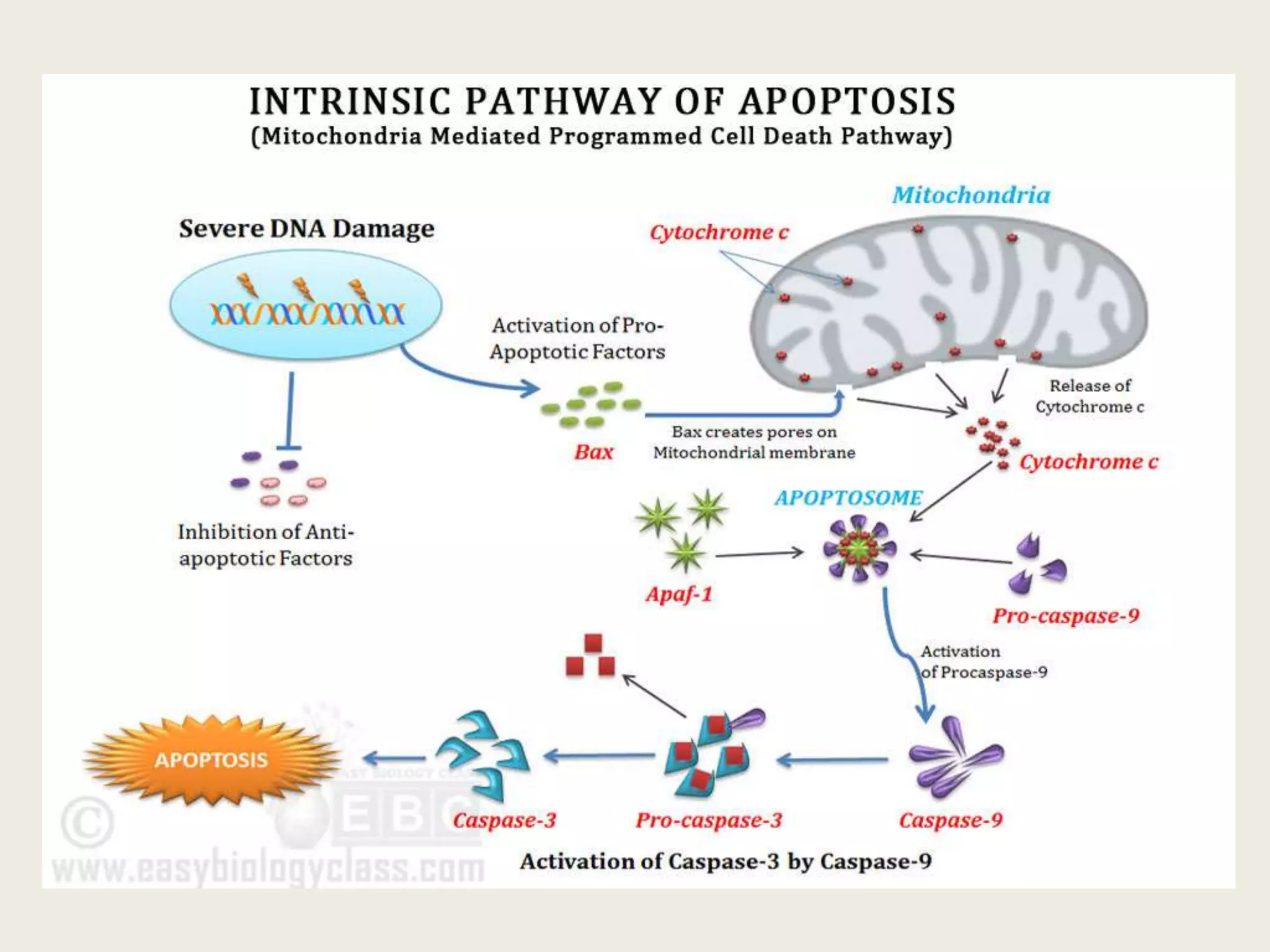 Intrinsic and Extrinsic Pathway of Apoptosis | PPTX