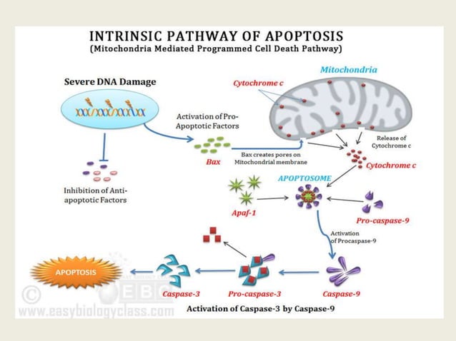 Intrinsic and Extrinsic Pathway of Apoptosis | PPTX | Biological ...