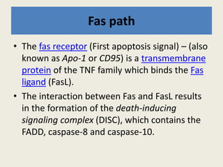 Intrinsic and Extrinsic Pathway of Apoptosis | PPTX
