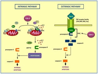 Intrinsic and Extrinsic Pathway of Apoptosis | PPTX