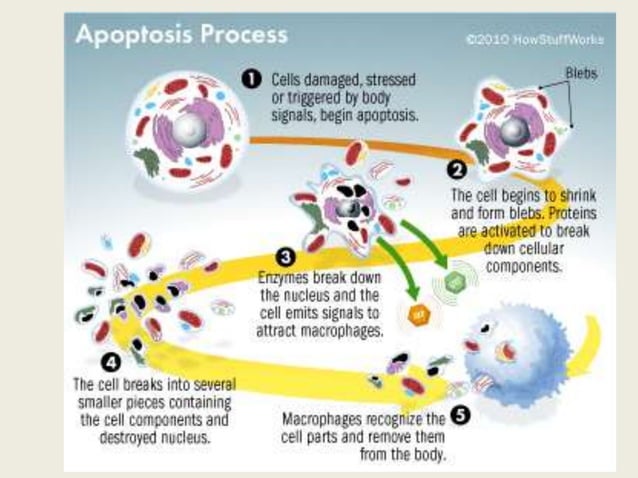 Intrinsic and Extrinsic Pathway of Apoptosis | PPTX | Biological ...
