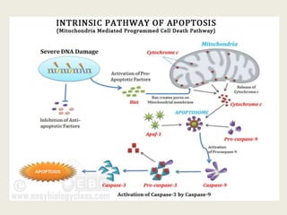 Extrinsic Pathway Apoptosis