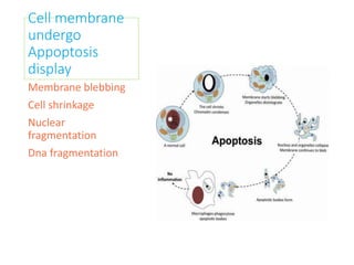 Appoptosis -pro.pptx