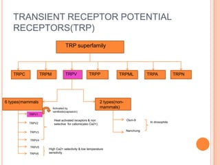 ppt on vanilloid receptors | PPTX