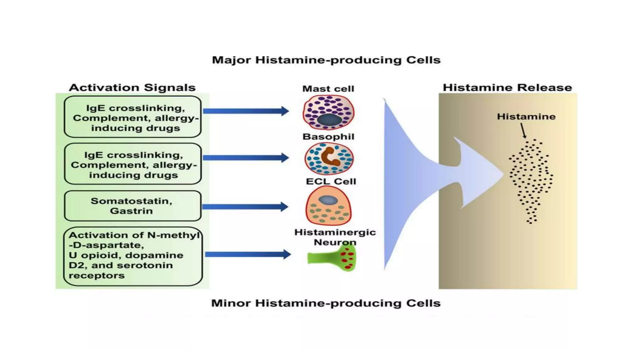 Histamines and Antihistamines | PPTX