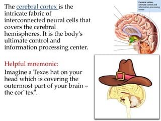 APP Review The Brain (1).pptx