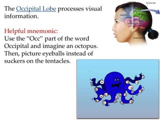 APP Review The Brain (1).pptx