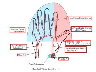 Hand incision Approaches ortho plastic.ppt