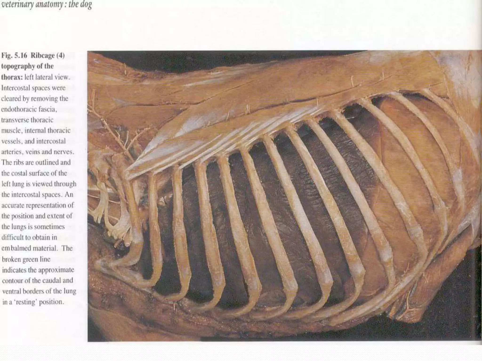 Surgical Approaches to thorax in small animals | PPTX