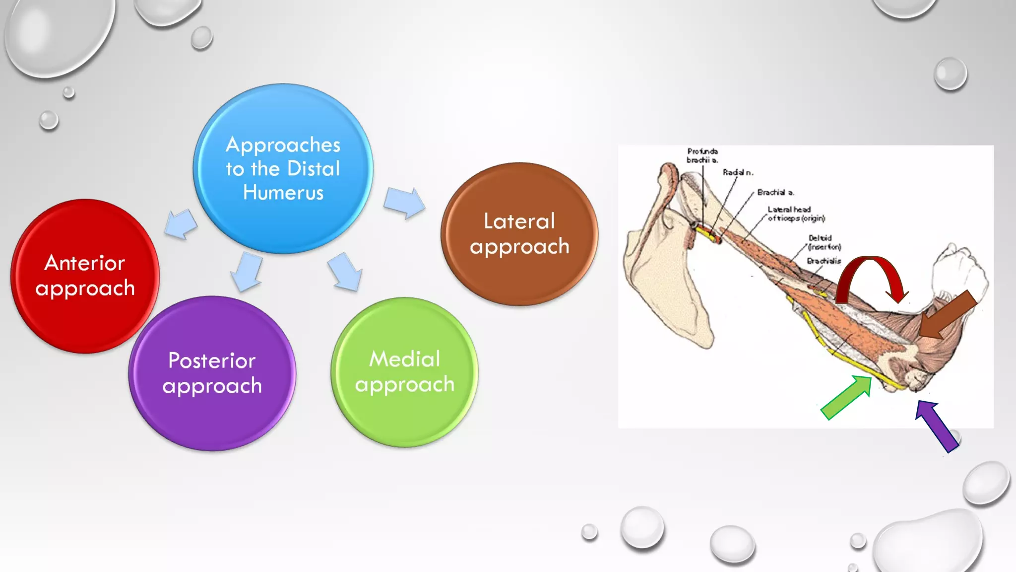 Surgical Approaches to distal humerus fractures - DR.S.SENTHIL SAILESH ...