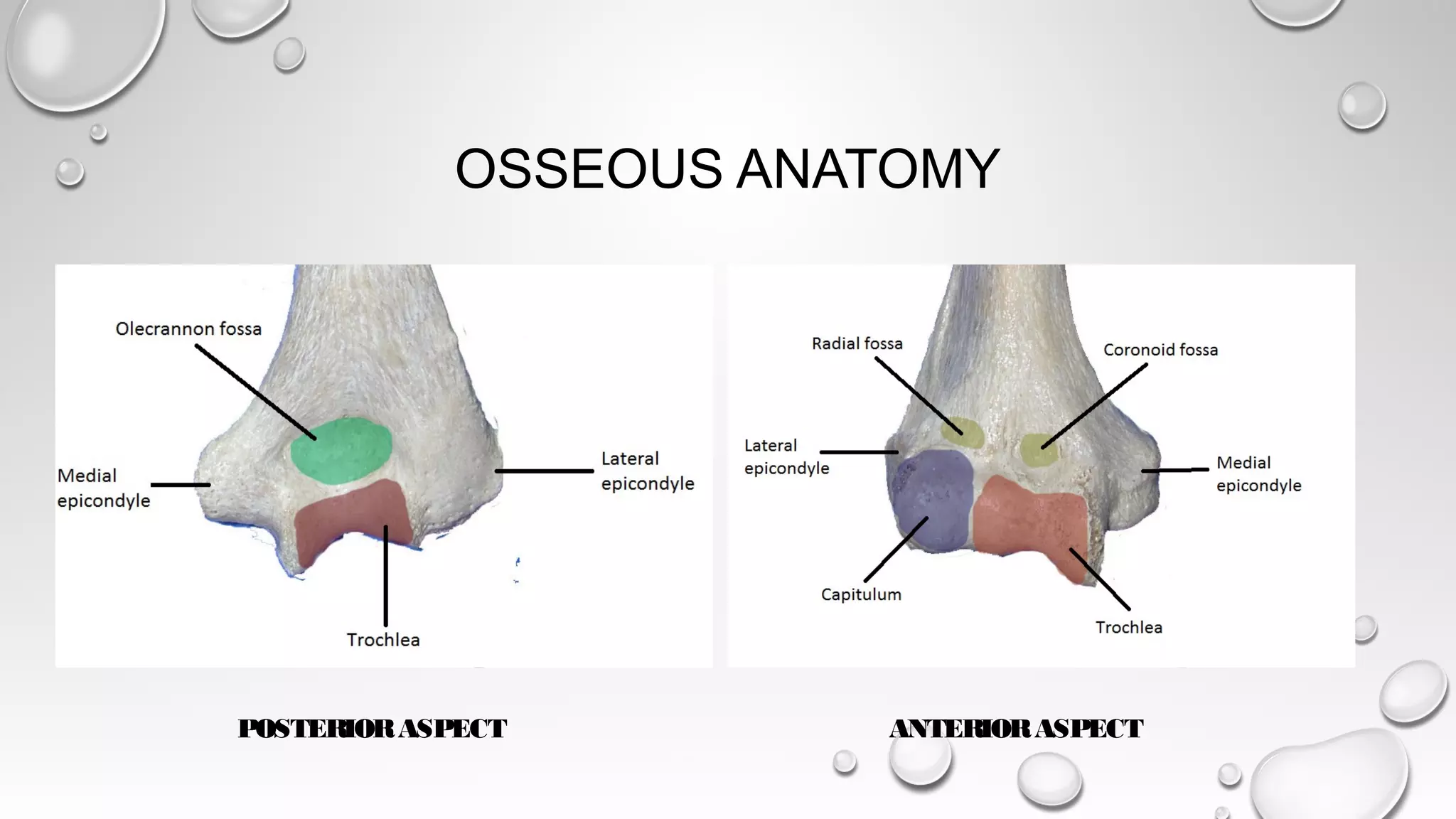 Surgical Approaches to distal humerus fractures - DR.S.SENTHIL SAILESH ...