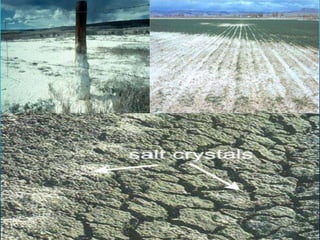 Approaches for development of salt tolerant plant | PPTX