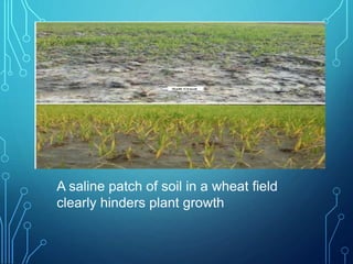 Approaches for development of salt tolerant plant | PPTX