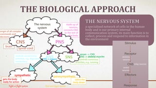Approaches in psychology AQA AS revision | PPTX