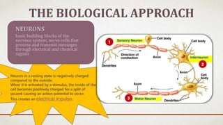 Approaches in psychology AQA AS revision | PPTX