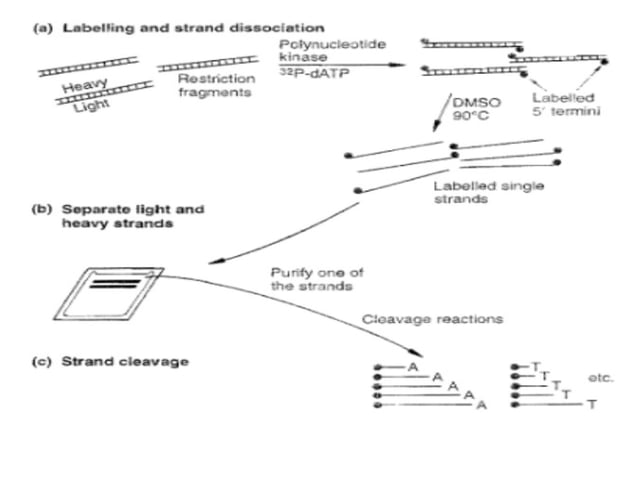 Systems Biology And Approaches Of Genomics And Proteomics Ppt Biological Sciences Science