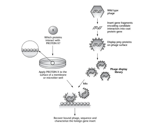 Systems biology & Approaches of genomics and proteomics | PPT | Biological Sciences | Science