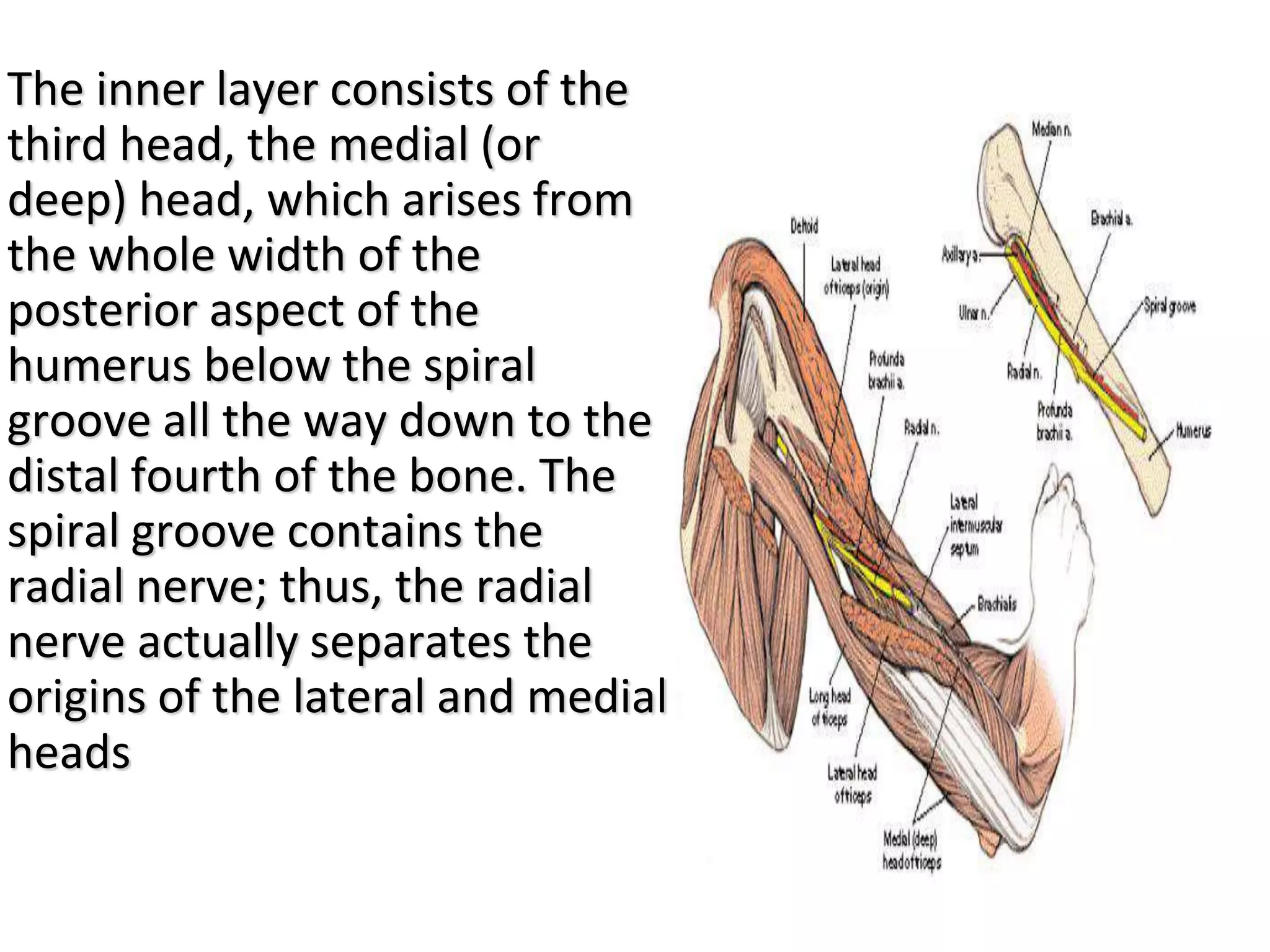 Approaches of humurus | PPT