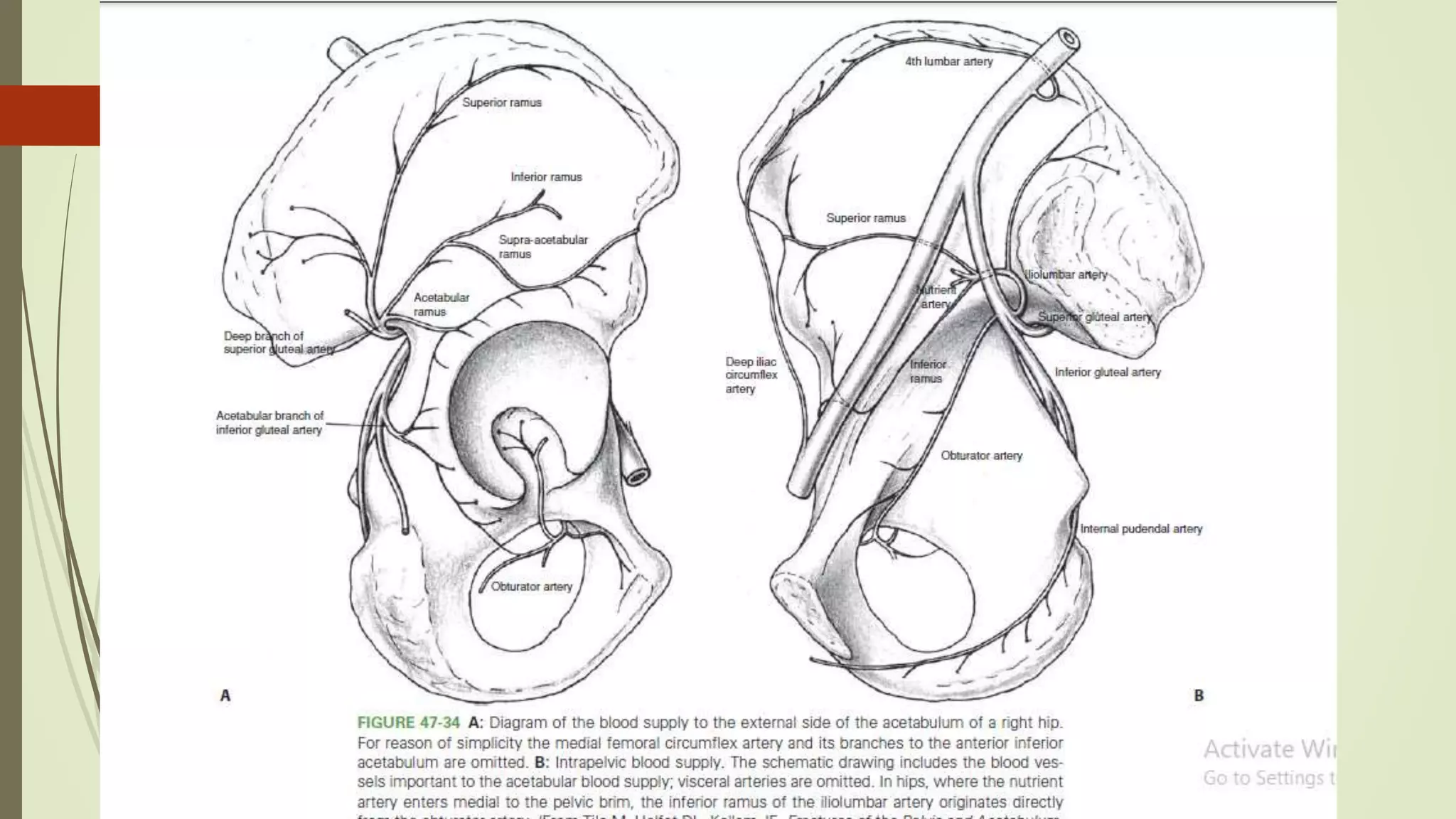 Approaches to Acetabulum- Dr Sharan | PPTX