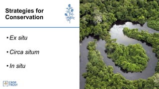 Approaches to tree conservation and use | PPT