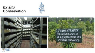 Approaches to tree conservation and use | PPTX
