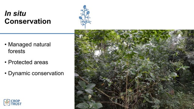Approaches to tree conservation and use | PPT