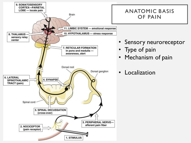 Approach to abdominal pain | PDF | Digestive Disorders | Diseases and ...