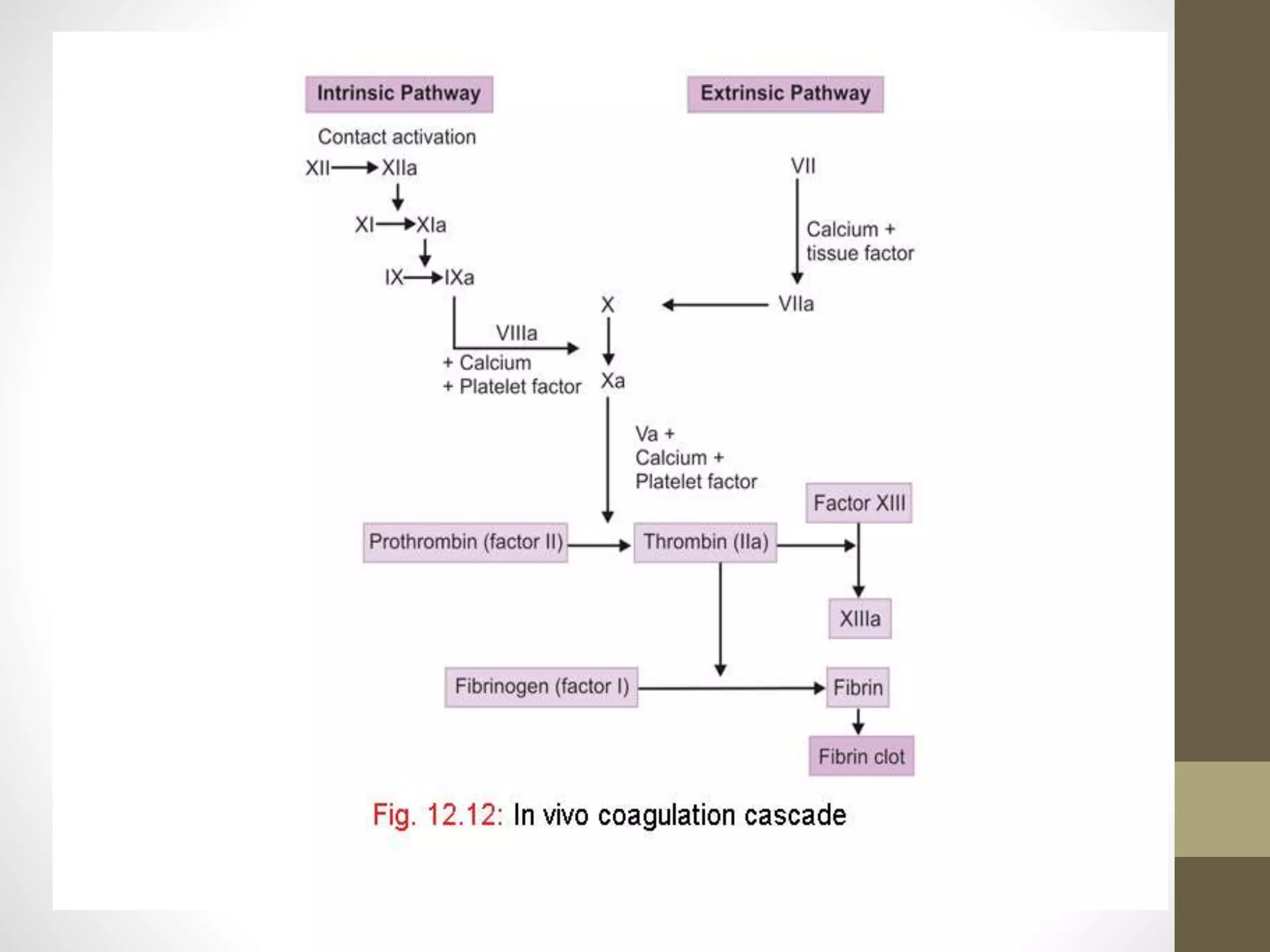 Approach to a bleeding child | PPTX