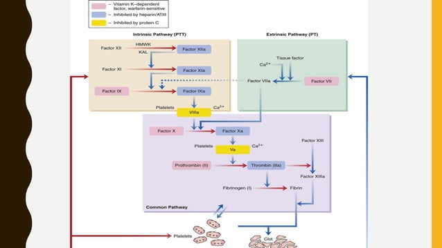 Approach To A Bleeding Child | PPTX | Blood Disorders | Diseases and ...