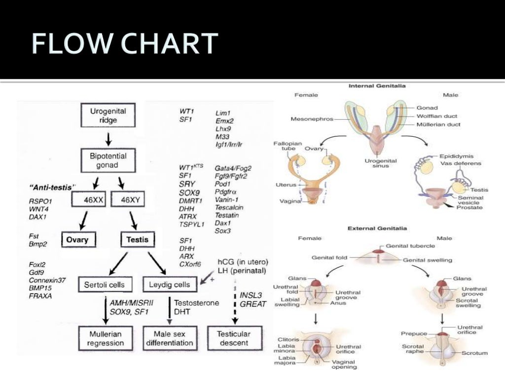 Approach to a case of ambiguous genitalia