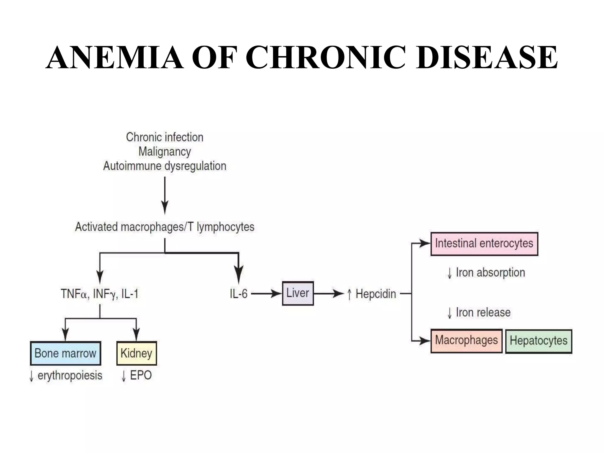approach to anemia | PPTX