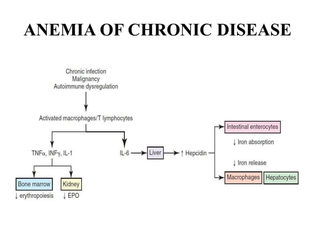 approach to anemia | PPTX