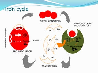 Approach to a case of iron defciency anaemia | PPTX