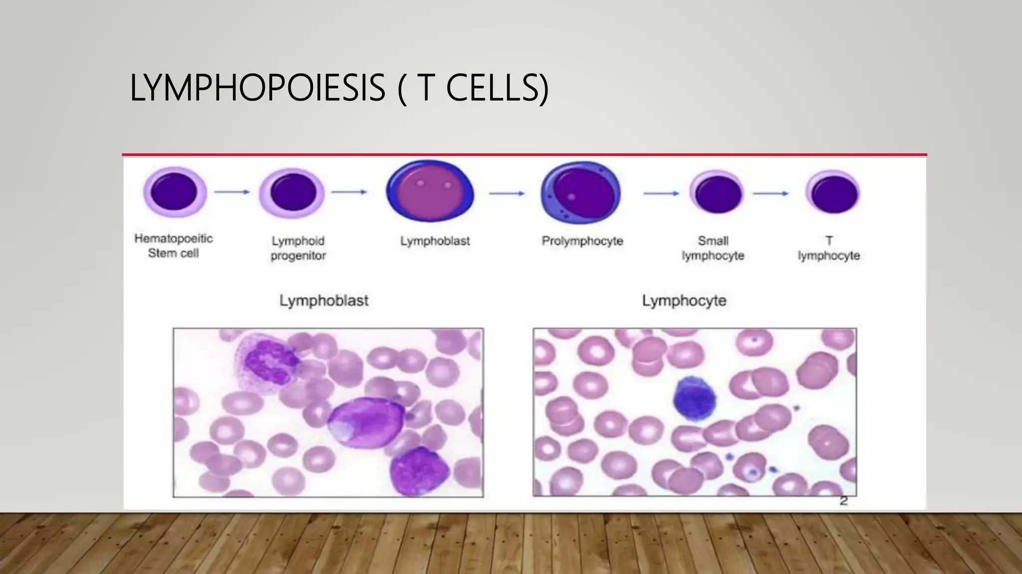 Approach to a case of lymphocytosis | PPTX