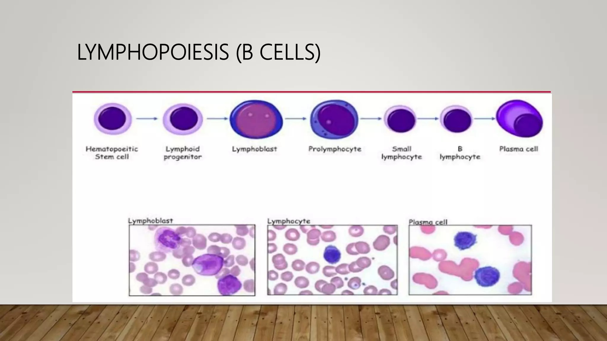Approach to a case of lymphocytosis | PPTX