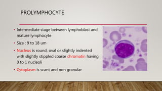 Prolymphocyte